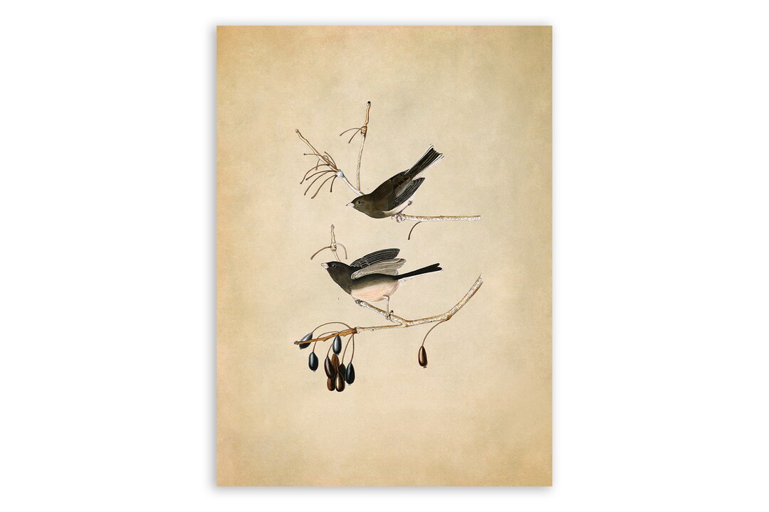 Snowbird Junko Print, Vintage Style Audubon Poster, Birds of America ...