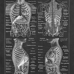 Human Abdomen Anatomy Chart Print, Scientific Illustration, 3 Color ...