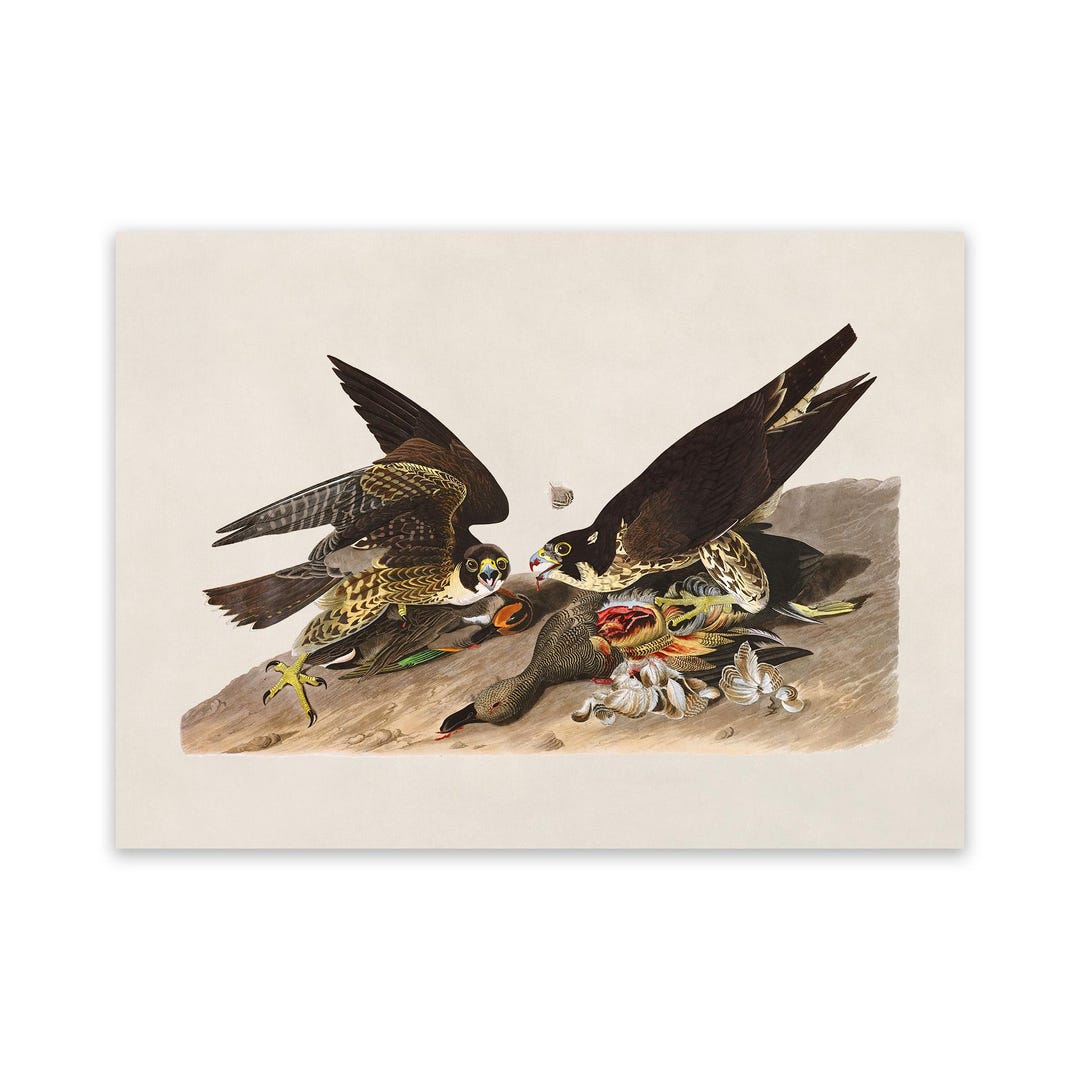 Peregrine Falcon Bird Print, Vintage Style Audubon Poster, Birds of ...