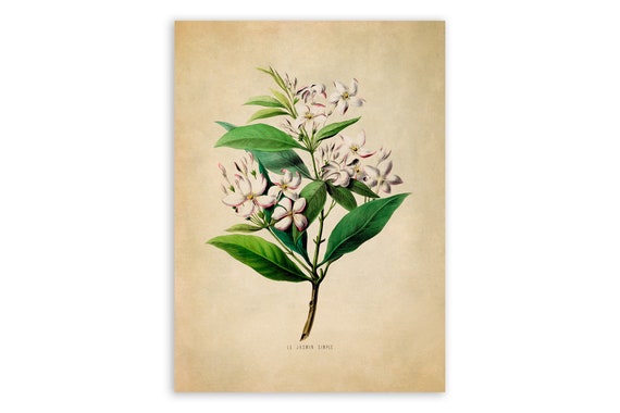 Jasmine Flower Botanical Illustration One Single Line Drawing Beauty