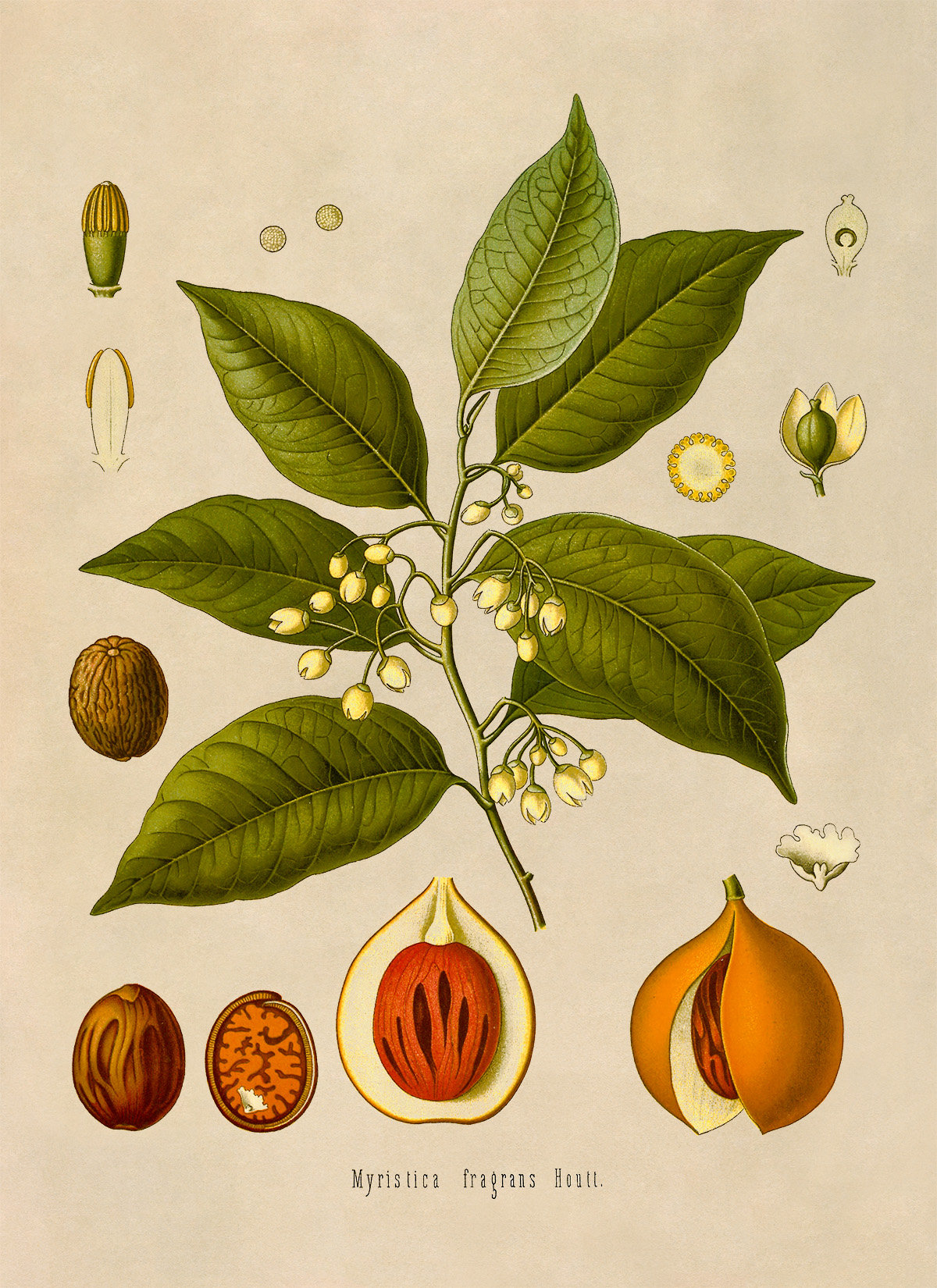 Nutmeg Tree Cultivation