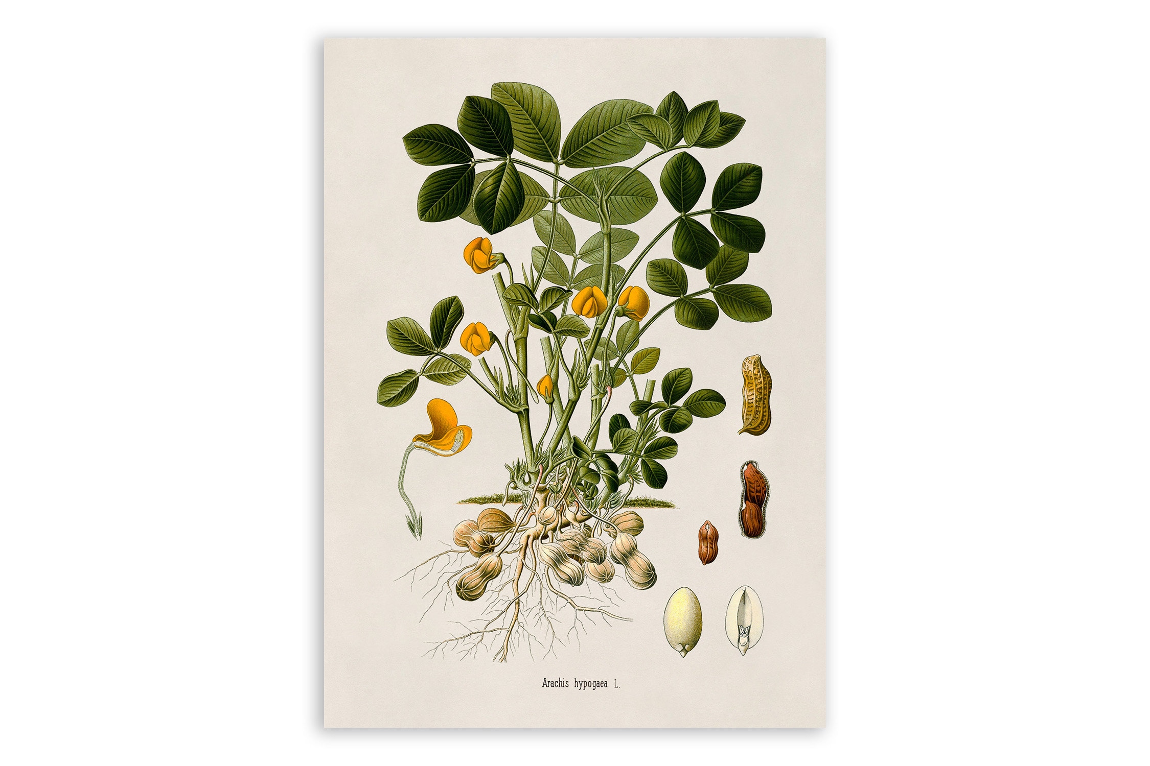Peanut Plant Drawing