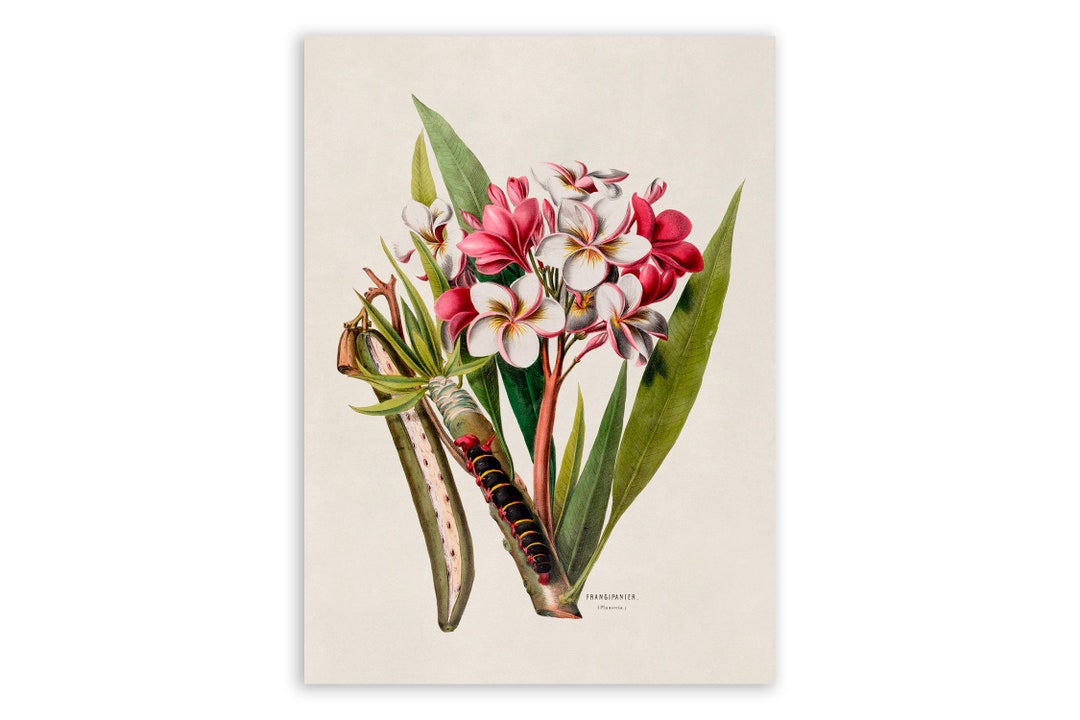 Vintage Frangipani Print, Botanical Flower Illustration, FDA12 - Etsy