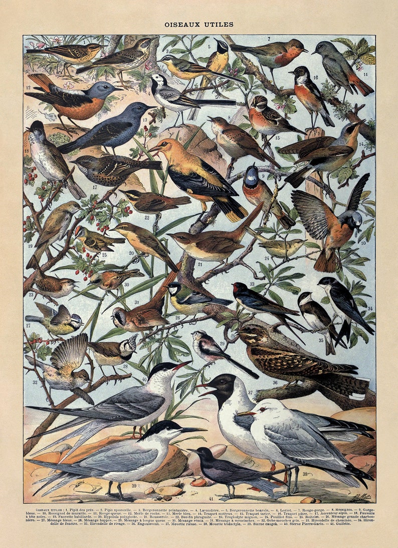 Bird Species Variety Chart Print Birds Scientific - Etsy