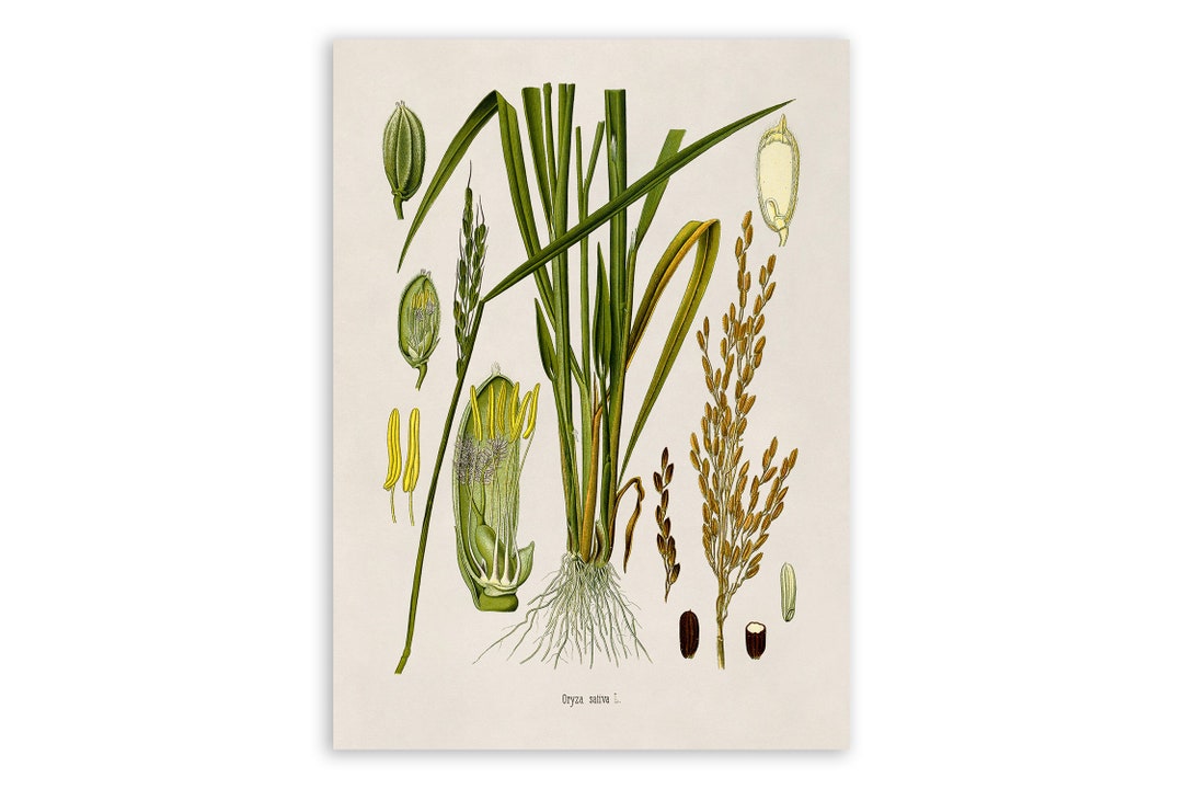 Rice Plant Print, Medicinal Plants Botanical Illustration, Vintage ...