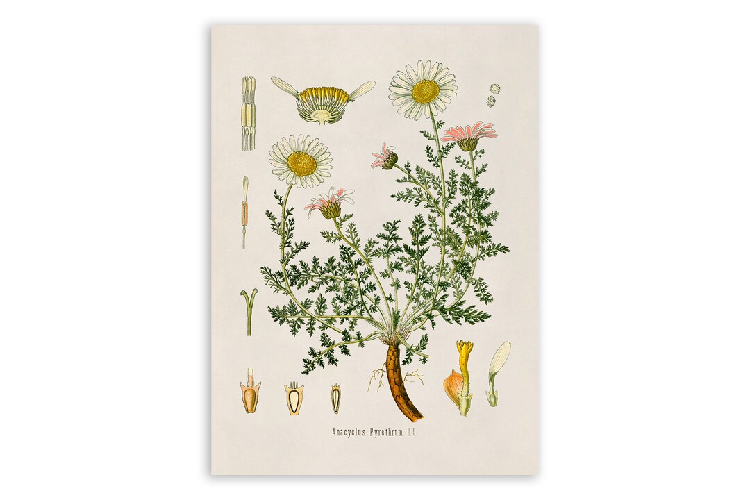 Mount Atlas Daisy Flower Print, Medicinal Plants Botanical Illustration ...