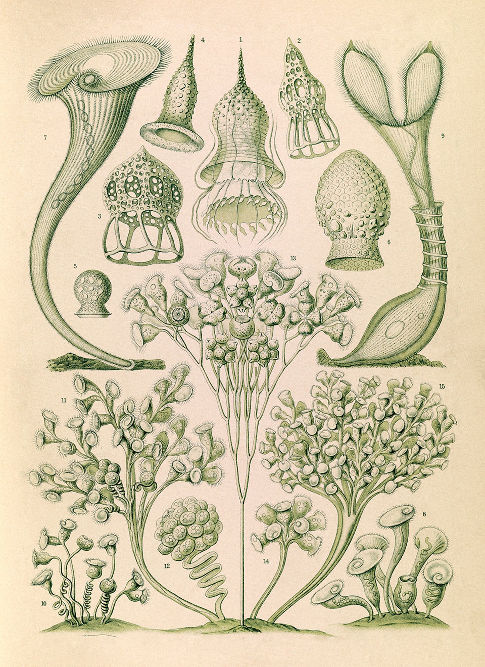 Ernst Haeckel Print Scientific Illustration Sea Life Biology | Etsy