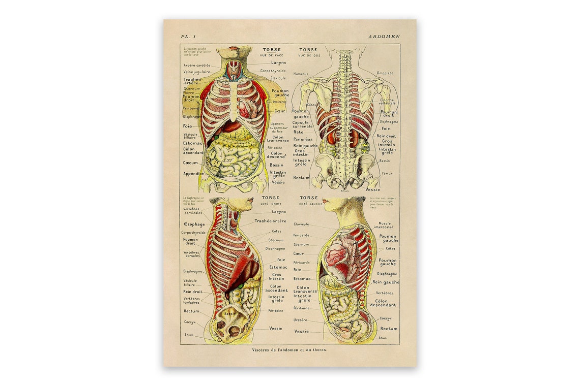 Human Abdomen Anatomy Chart Print Scientific Illustration 3 - Etsy