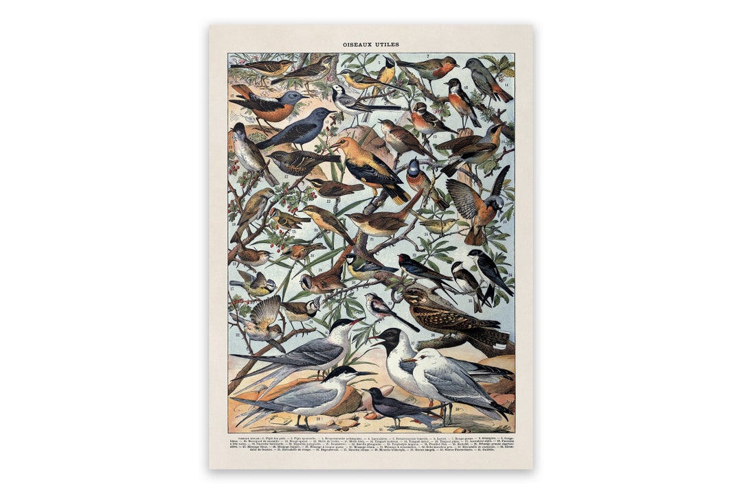 Bird Species Variety Chart Print, Birds Scientific Illustration, AM105 ...