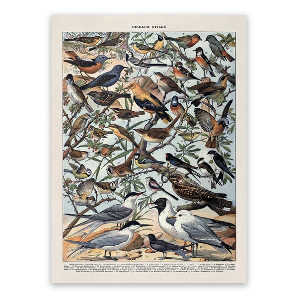 Bird Illustration - Etsy