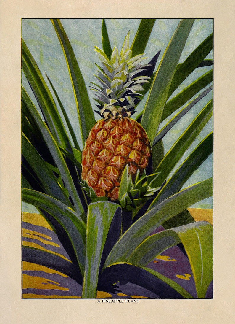 Pineapple Plant Print Old Pineapple Tree Illustration | Etsy