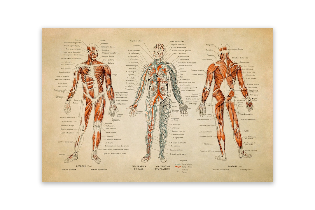 Human Anatomy Print, Muscular System Chart, Medical Anatomy ...