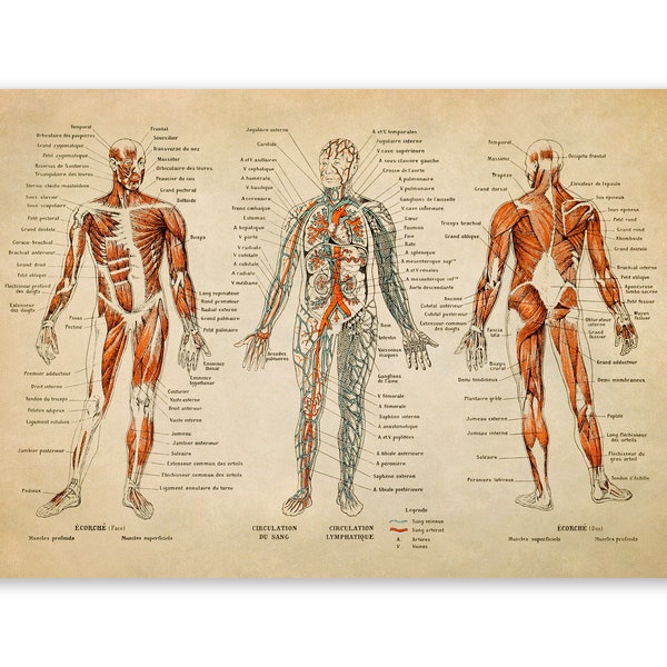 Human Anatomy Print - Etsy