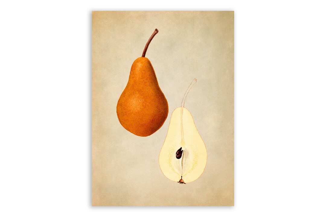 Vintage Pear Print: Botanical Kitchen Art Reproduction, JMS53 - Etsy