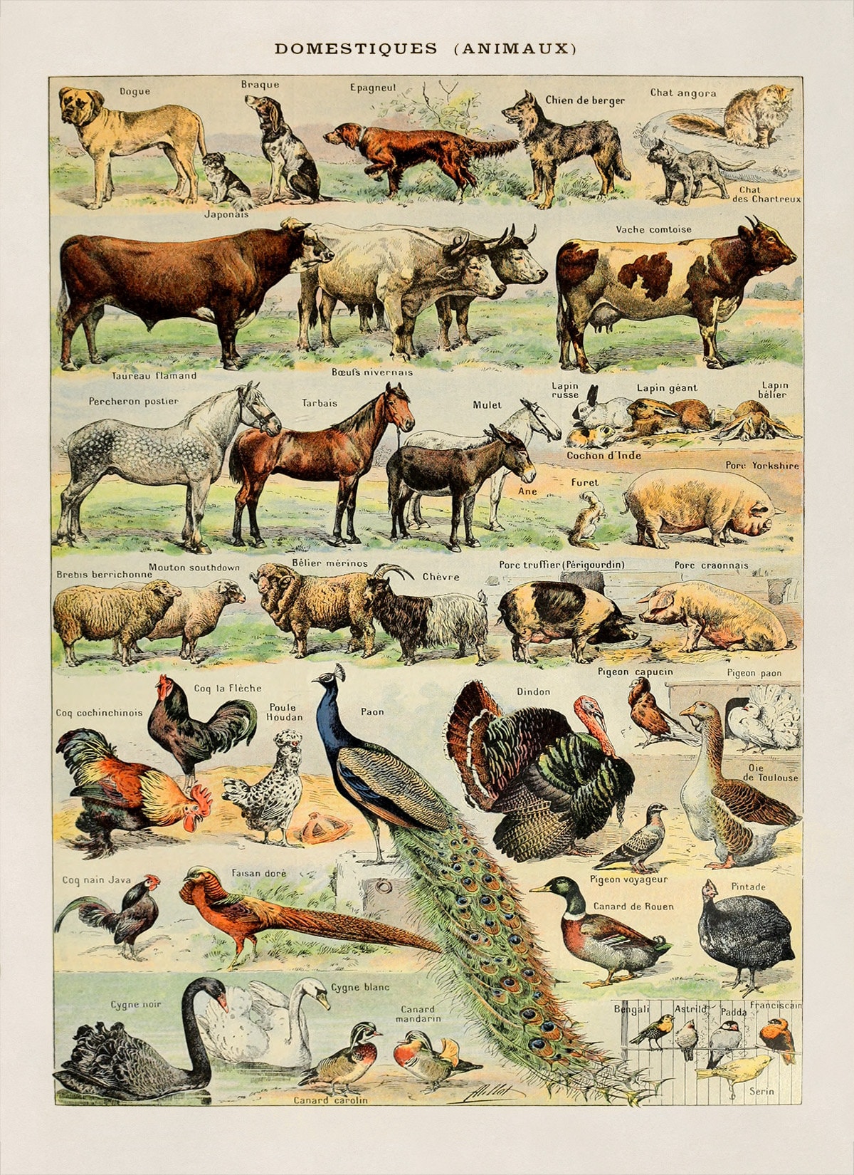 Types Of Animals Chart