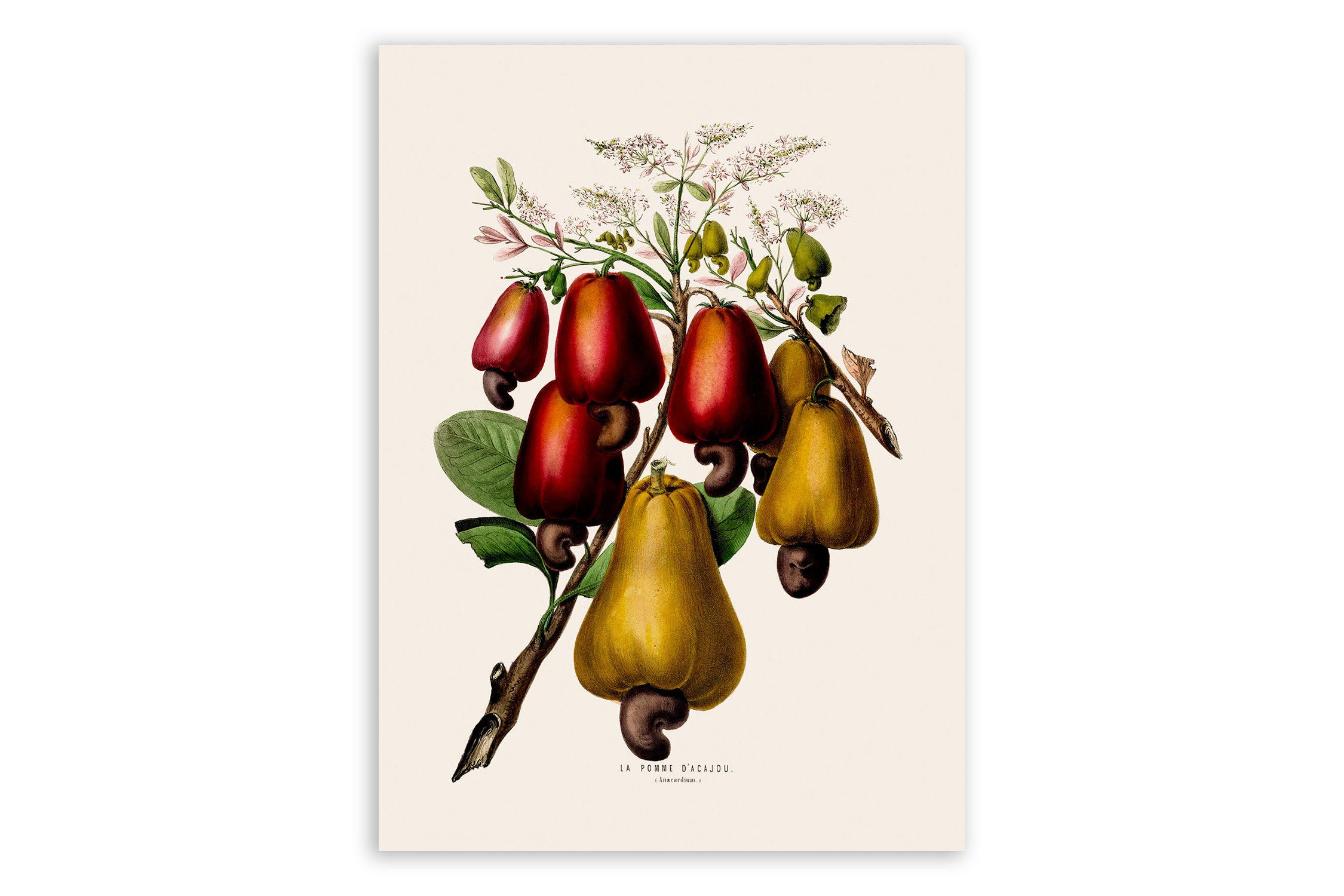Cashew Tree Drawing