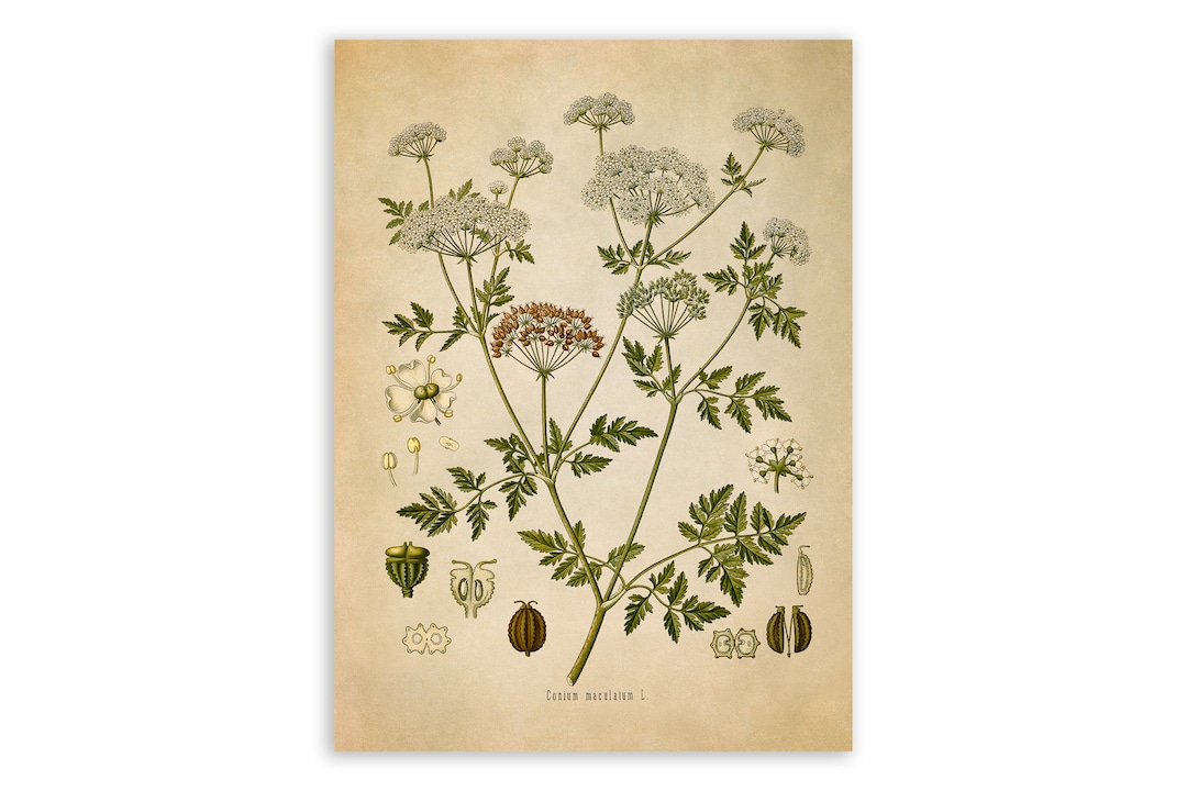 Hemlock Plant Print, Medicinal Plants Botanical Illustration, Vintage ...
