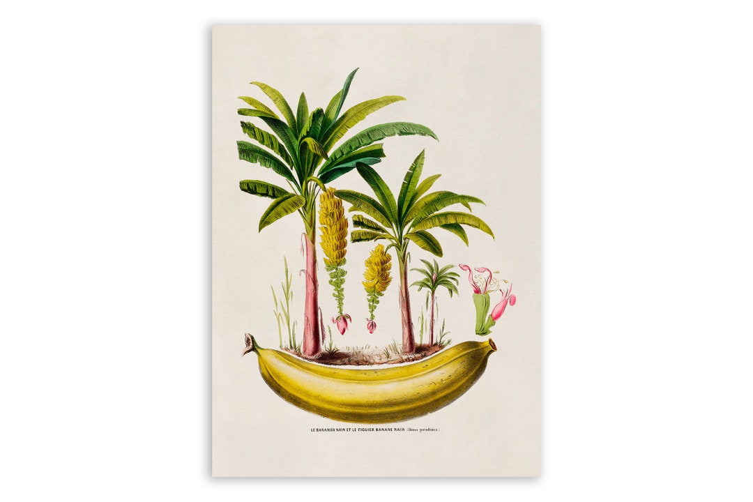 Banana Tree Print, Vintage Style Botanical Illustration, Premium ...