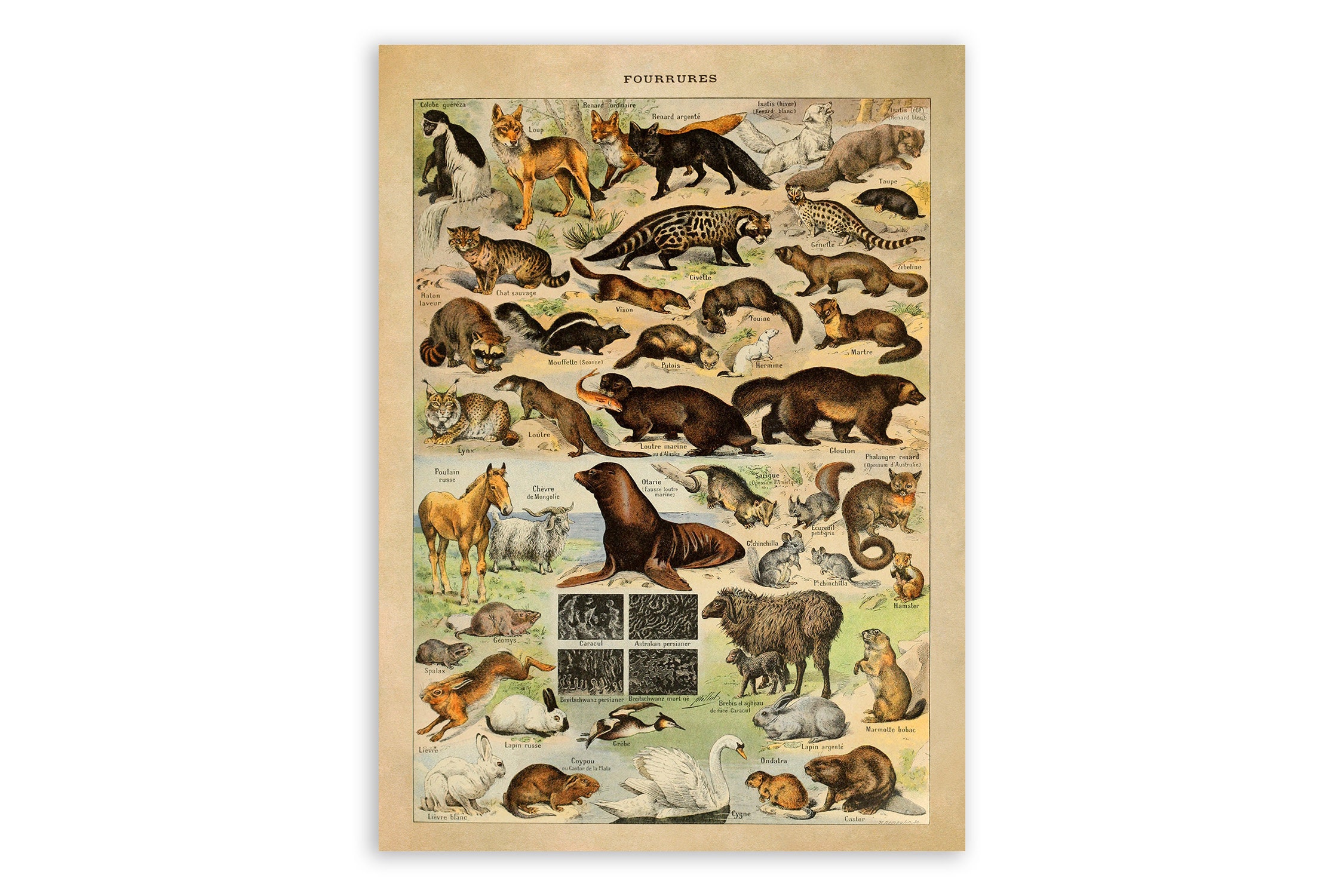 Animal Species Chart