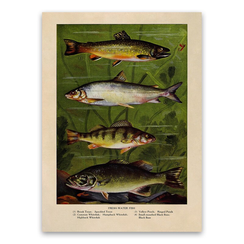 Fresh Water Fish Prints - Etsy