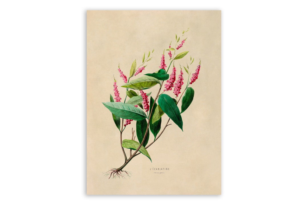 Scarlet Sumac Flower Print, Vintage Style Botanical Illustration ...