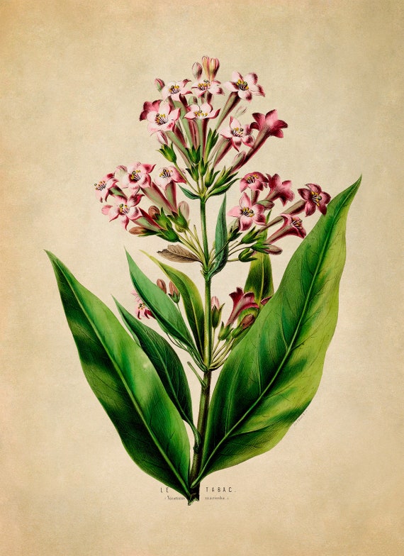 Tobacco Plant Drawing