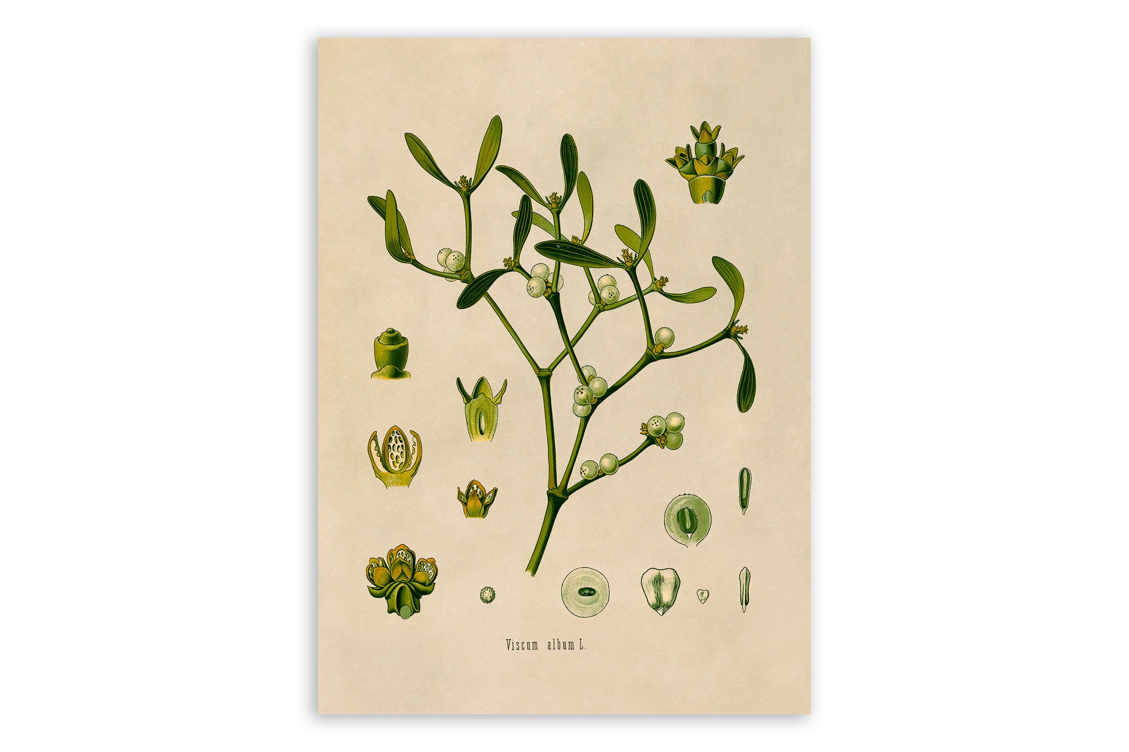 Mistletoe Botanical Illustration