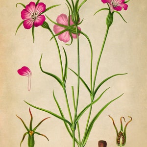 Corncockle Plant Print, Medicinal Plants Botanical Illustration ...