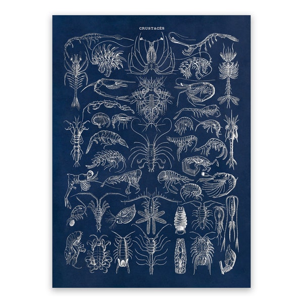 Crustacean - Etsy