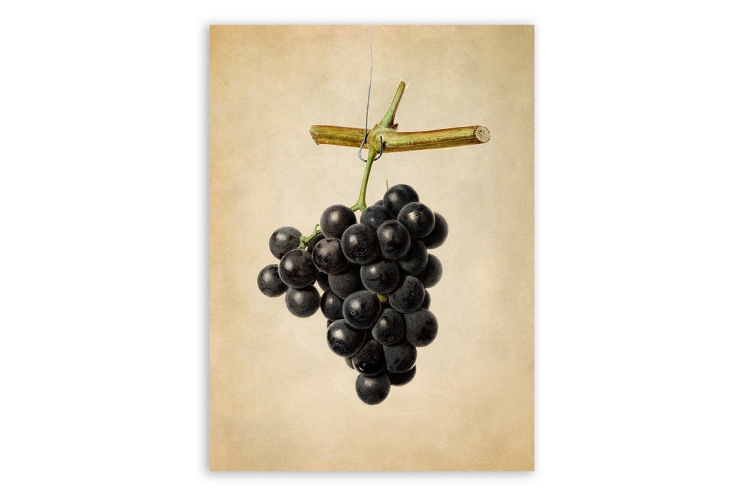 Vintage Grape Print: Botanical Watercolor Food Art Poster, JMS41 - Etsy