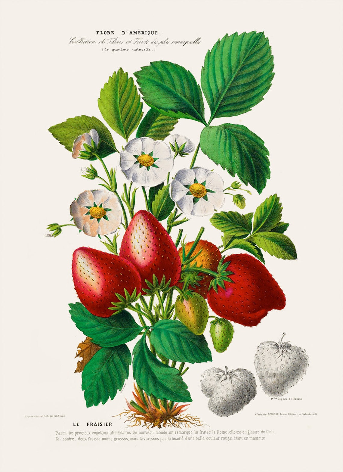 Strawberry Poster Strawberry Fruit Strawberries Plant Print - Etsy