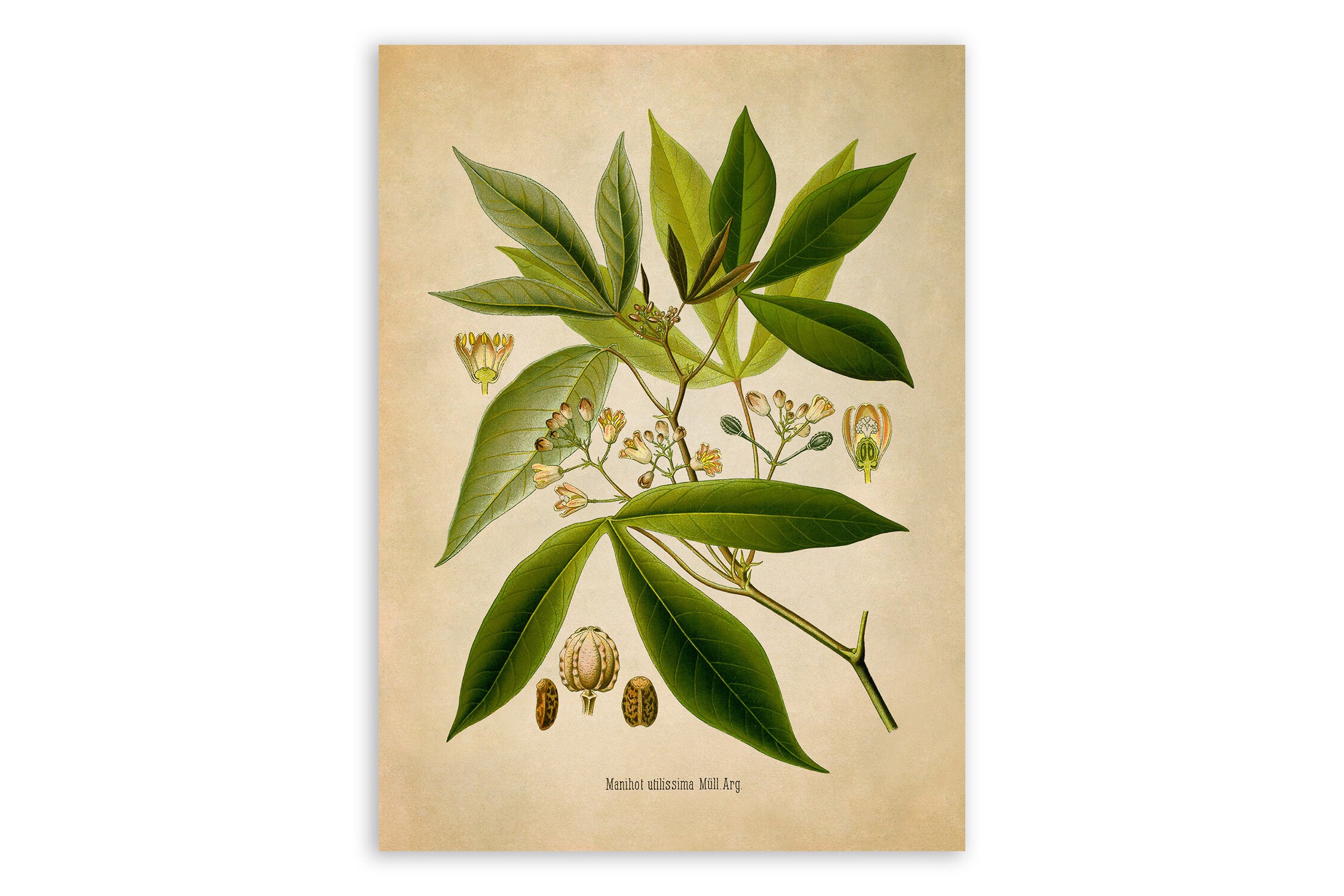 Cassava Plant Illustration
