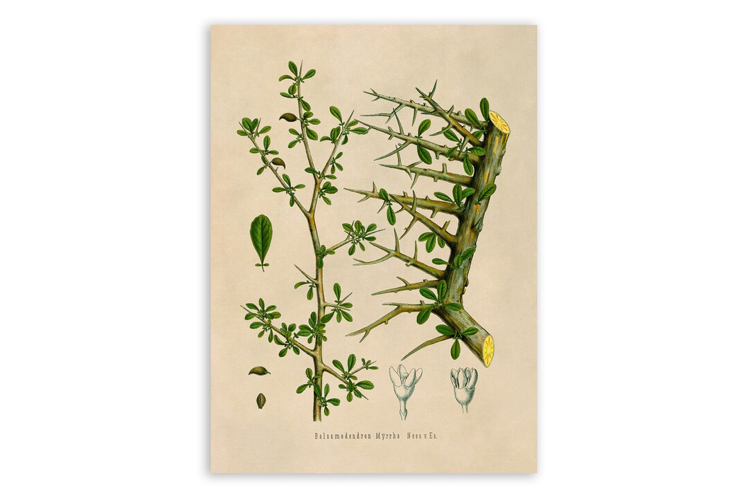 Myrrh Tree Plant Print, Medicinal Plants Botanical Illustration ...