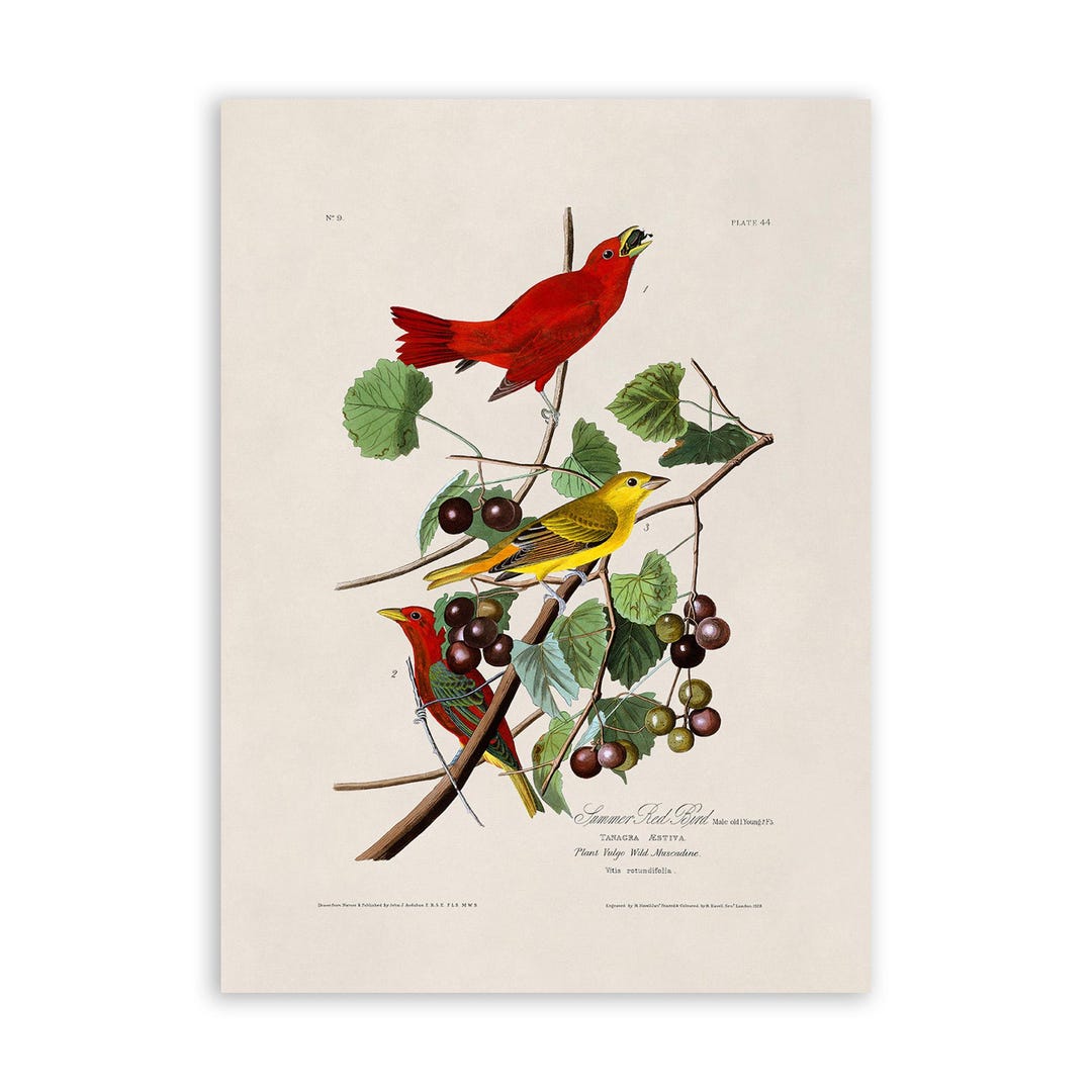 Summer Tanager Red Bird Print, Vintage Style Audubon Poster, Birds of ...