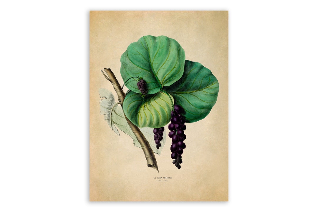 Sea Grape Tree Plant Print, Vintage Style Botanical Illustration ...
