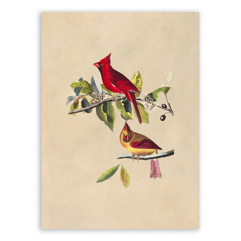 Cardinal Bird Print - Etsy