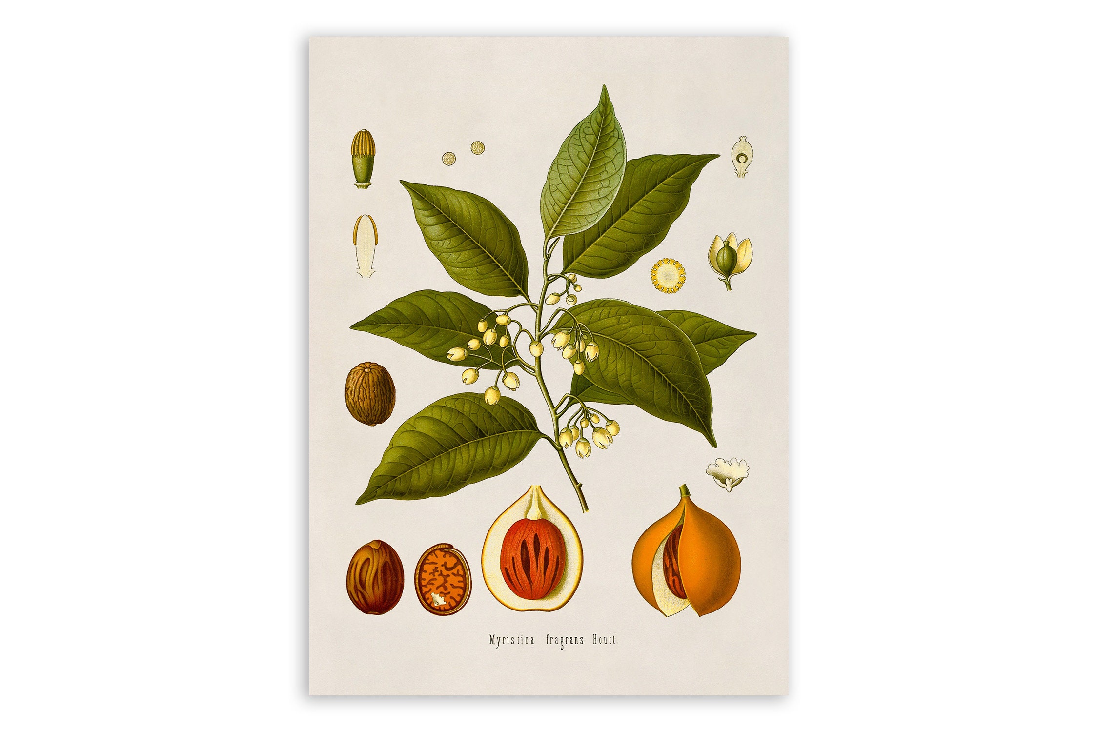 Nutmeg Plant Drawing Nutmeg Botanical Print, Nutmeg Botanical Art