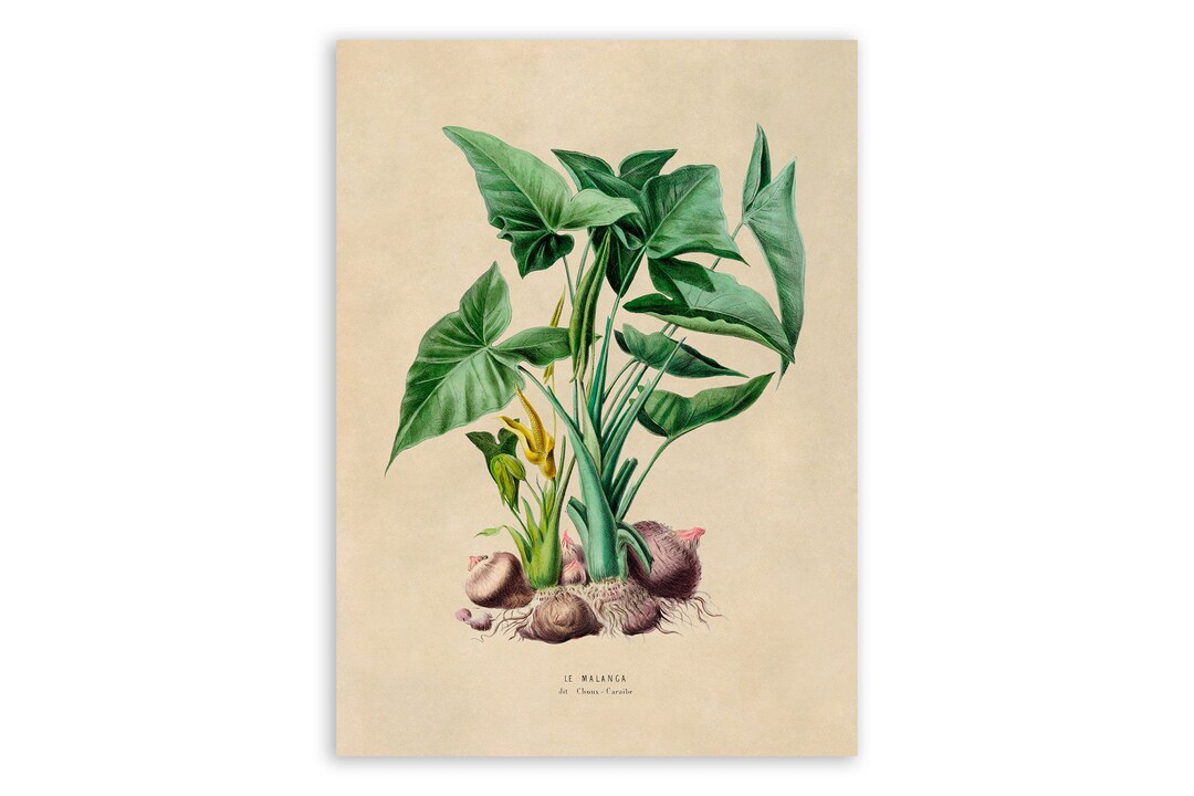 Green Arrow Arum Plant Print, Vintage Style Botanical Illustration ...