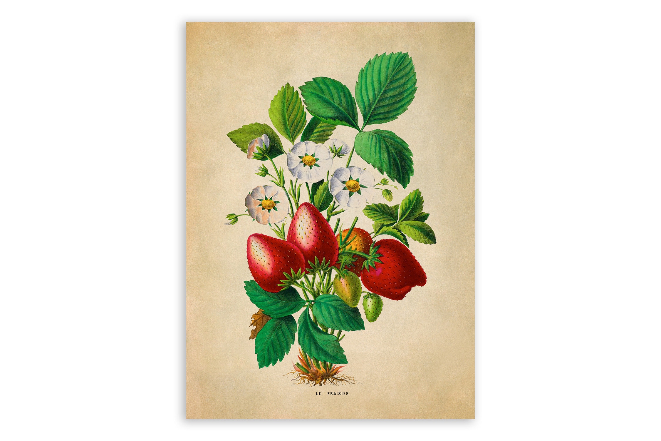 Strawberry Botanical Drawing