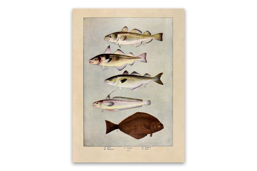 Fish Types Print, Old Fishing Illustration, Kitchen Decor Poster, 1900s ...