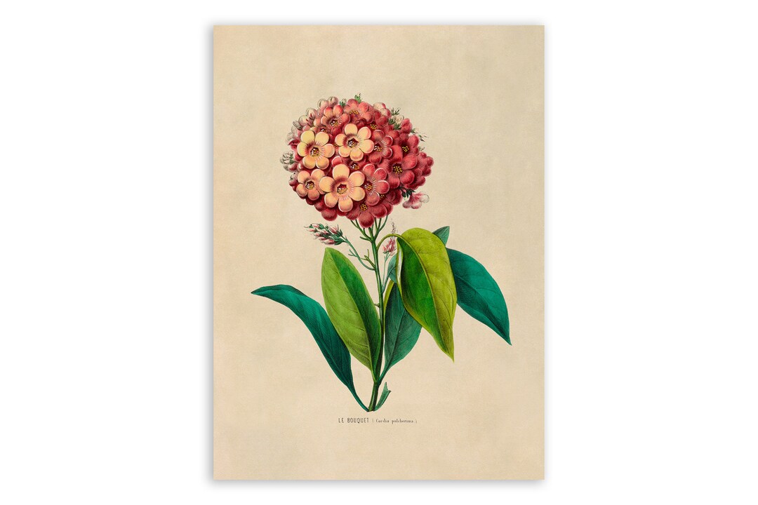 Geiger Tree Flower Print: Vintage Botanical Illustration, FDA52 - Etsy
