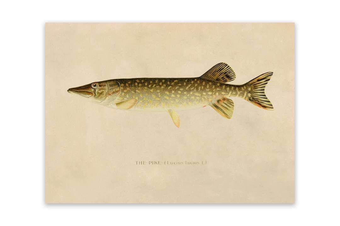 Pike Fish Print, Angler Wildlife Home Decor, Vintage Style Reproduction ...