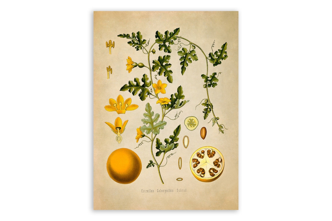 Colocynth Wild Gourd Plant Print, Medicinal Plants Botanical ...