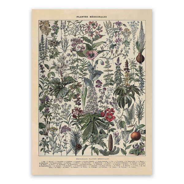 Scientific Illustrations - Etsy