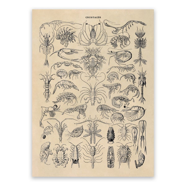 Marine Biology Poster - Etsy