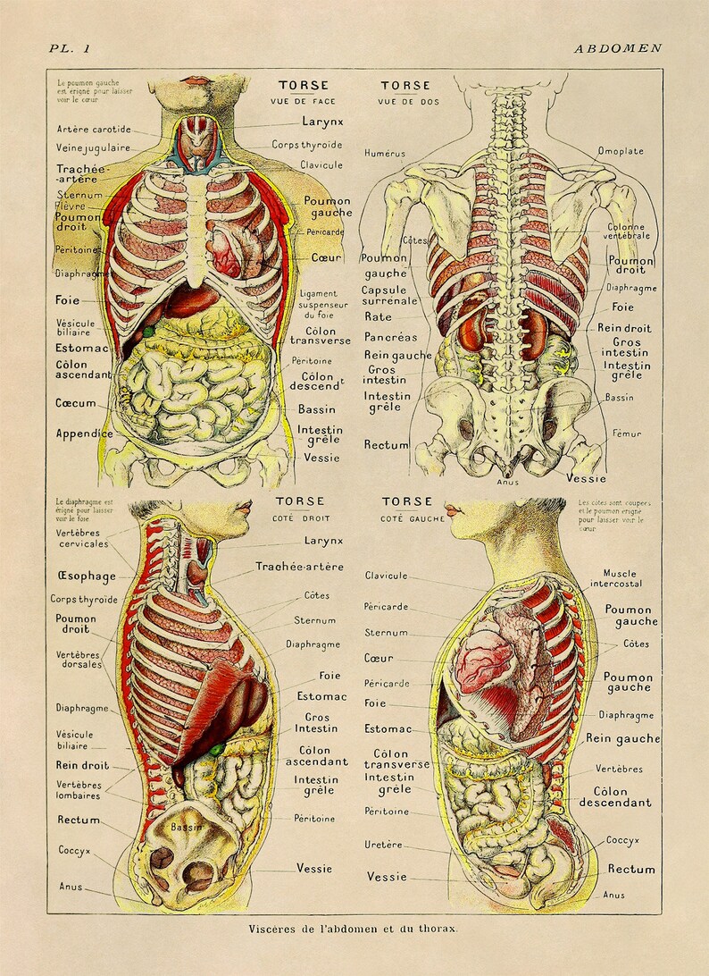 Human Abdomen Anatomy Chart Print, Scientific Illustration, 3 Color ...