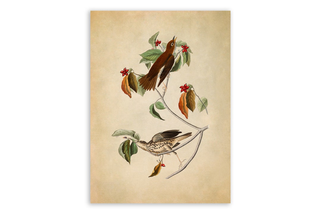 Wood Thrush Bird Print, Vintage Style Audubon Poster, Birds of America ...