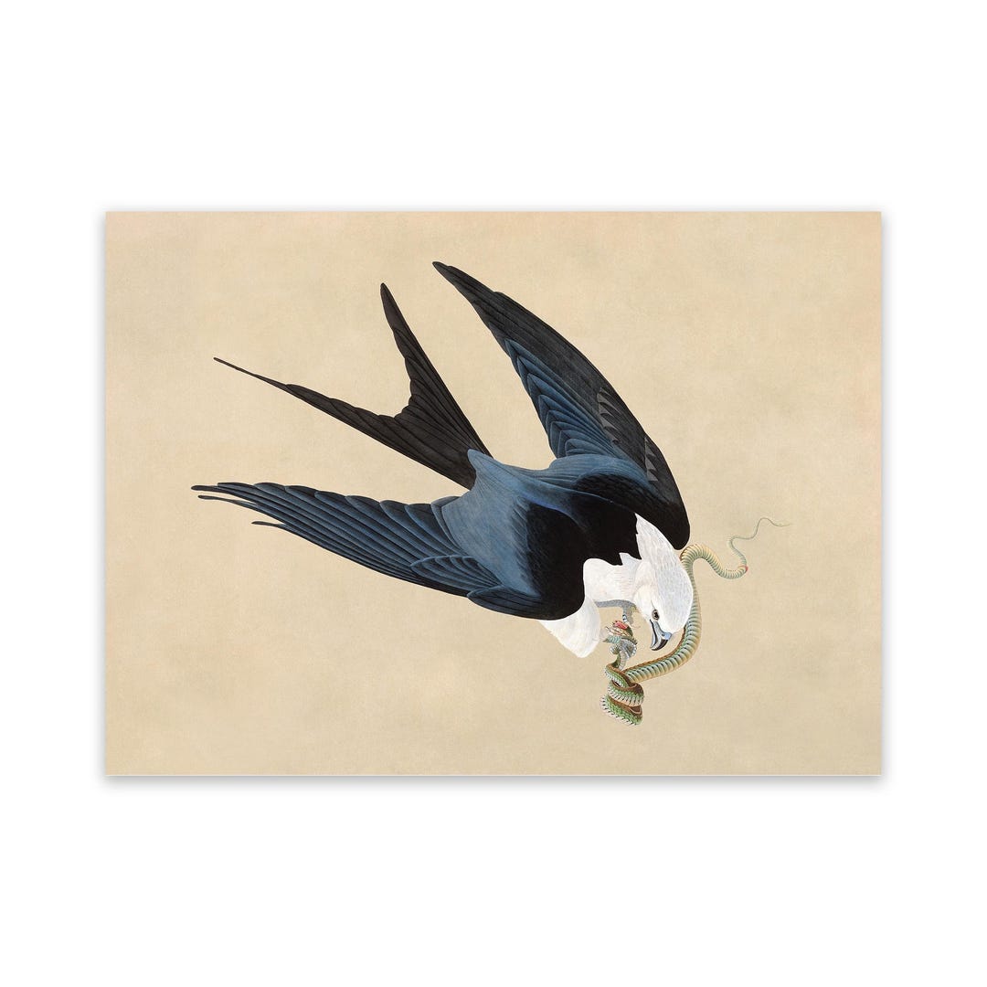 Swallow Tailed Kite Bird Print, Vintage Style Audubon Poster, Birds of ...