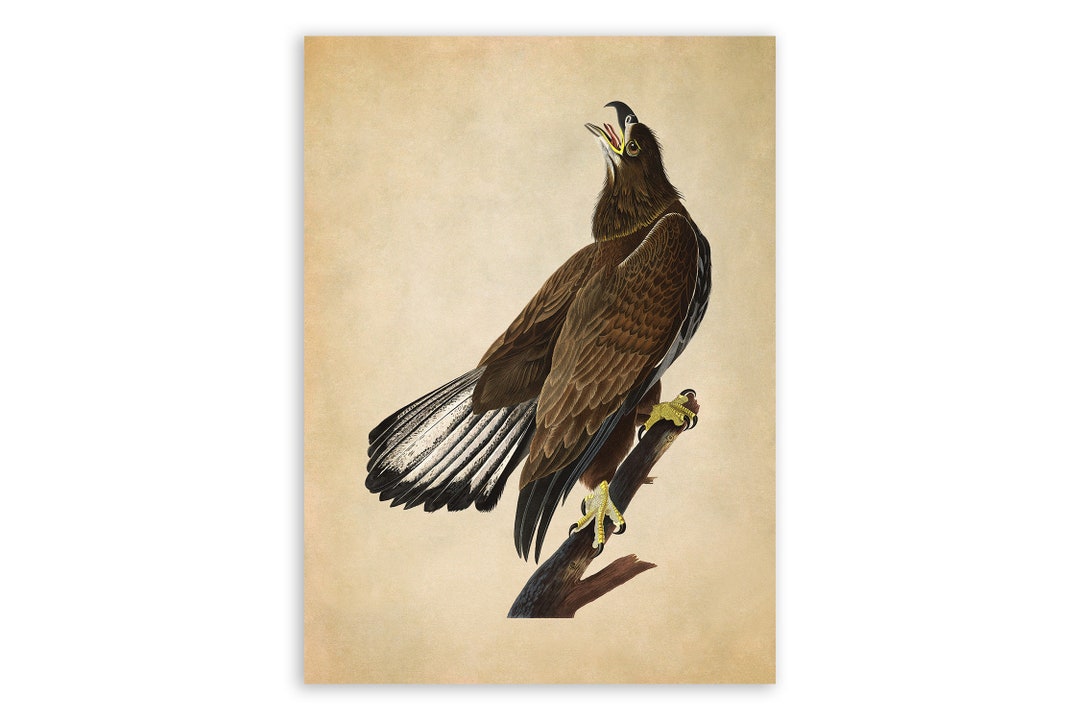 Bald Eagle Bird Print, Vintage Style Audubon Poster, Birds of America ...