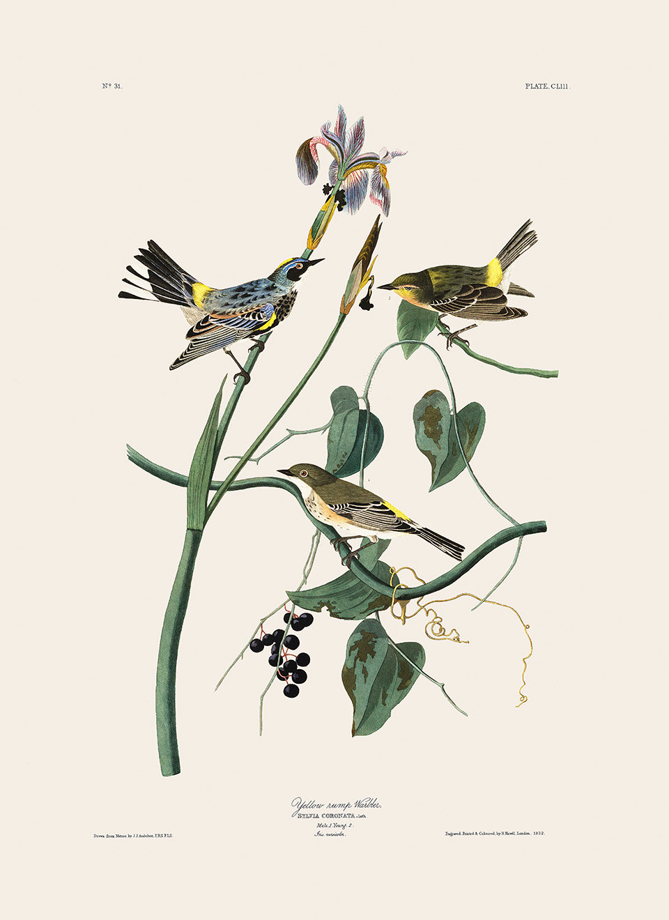 Yellow Rumped Warbler Audubon